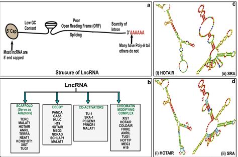 A A Representative Pictorial Diagram Of Lncrna Showing The Major