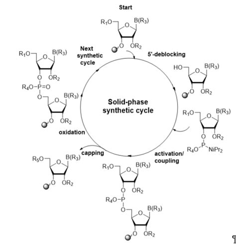 Synthesis Of Nucleobase Modified Rna Oligonucleotides Encyclopedia Mdpi