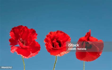 푸른 하늘 배경에 빨간색 아름 다운 양 귀 비의 장식 요소 3 꽃 0명에 대한 스톡 사진 및 기타 이미지 0명 계절 꽃 꽃의 구조 Istock