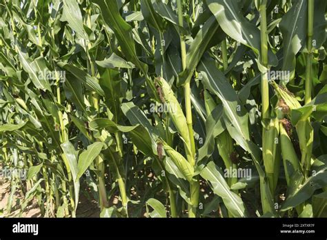 Symbolic Image Renewable Energies Maize Plants Biogas Plant Feed