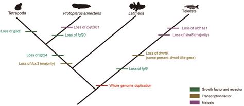 Summarizing Scheme Of Sex Related Genes Lost In The Main Vertebrate Download Scientific