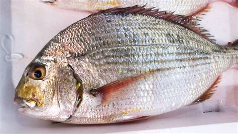 めっちゃ肥えたヘダイが入荷高級魚にも負けません 魚とWEBで生きていく飲食店の仕入れと販促に必死のパッチ