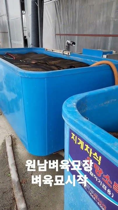 원남벼육묘장 볍씨파종을 하기위해 볍씨침종을 하였 답니다 벼육묘 평화랜드농원 원남벼육묘장 Youtube