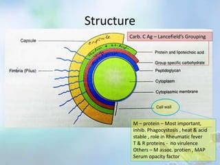 Streptococcus PPTX