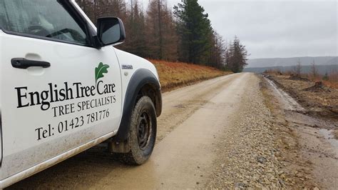 Cp Tree And Landscapes Added A Cp Tree And Landscapes