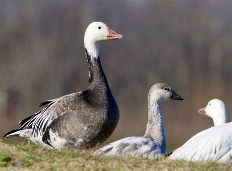 Ganso Blanco Guia De Aves Mexico · Inaturalist