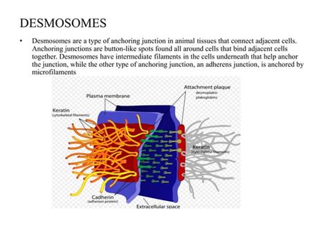 Cell Junctions Cell Adhesion And Extra Cellular Matrix Pptx Biological Sciences Science