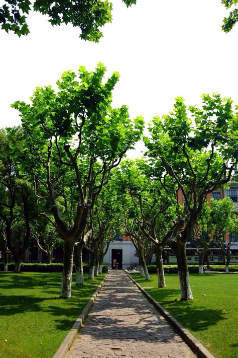 同济校园同济校徽大山谷图库