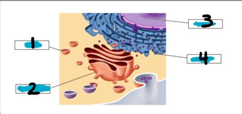 Cell And Molec Bio Exam 3 Quiz Questions Flashcards Quizlet