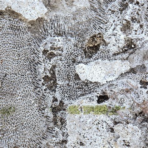 Fossil Reef Limestone — Diane Burko