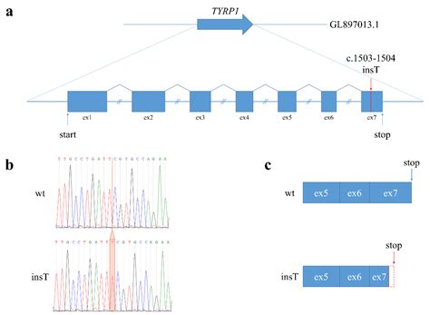 Genome Analysis Of Sable Fur Color Links A Lightened Pigmentation
