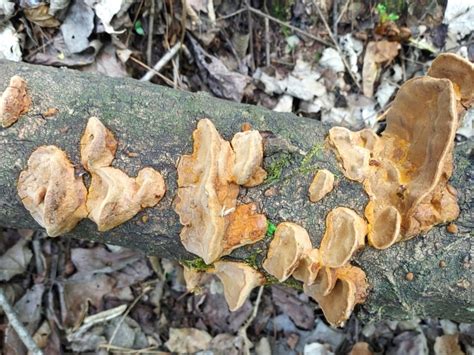 자연산상황버섯 잔나비걸상버섯 소나무잔나비버섯 자라는 곳 산나물 종류 둥굴레순 엄나무순 채취 산행 네이버 블로그