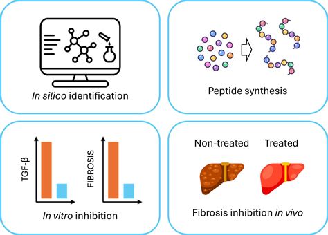 A Synthetic Peptide From Transforming Growth Factor β Type Iii Receptor