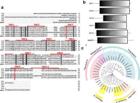 features of dct1 dct5 analyses a alignment of dct1 dct5 amino acid