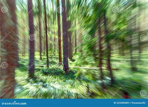 El Efecto De Correr A Través De La Vista En Primera Persona Del Bosque