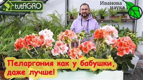 ДАЖЕ ХИЛЕНЬКАЯ ПОСЛЕ ЗИМЫ ГЕРАНЬ ПОКРОЕТСЯ ЦВЕТАМИ Пересадите пеларгонию этим способом и