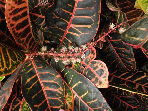 Codiaeum Variegatum Euphorbiaceae