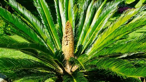 Simple Ways To Kill Palm Trees With Fast Results