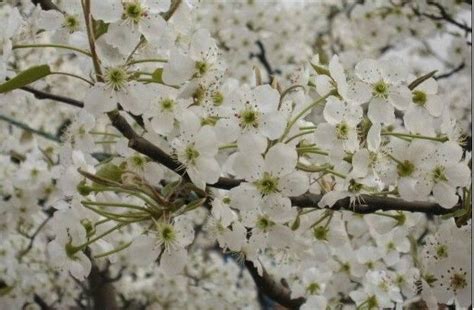 农村中的这句俗语“梨花白 种大豆”是什么意思呢