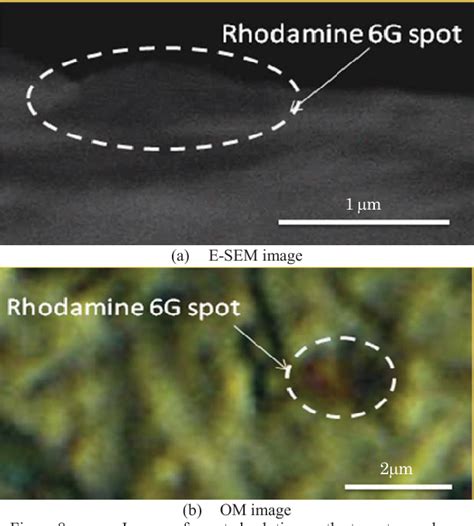 Figure 8 From Single Cell Injection Using Nano Pipette Via Nanorobotic