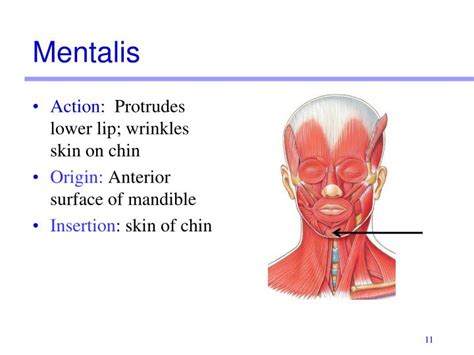 Ppt Lab Activity 11 Group I Powerpoint Presentation Id213993