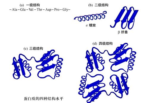 蛋白质结构α螺旋 蛋白质螺旋结构 伤感说说吧