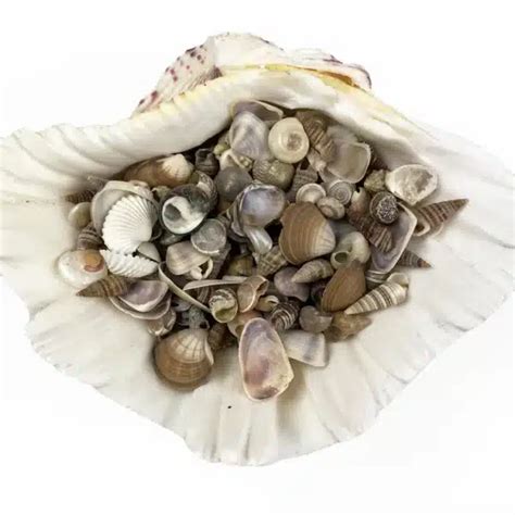 Bulk Seashells Simply Shells