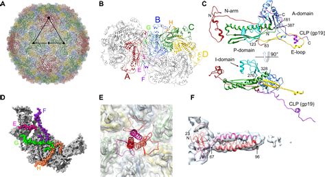 Structure And Host Specificity Of Staphylococcus Epidermidis Bacteriophage Andhra Science Advances
