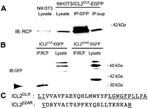 RCP Interacts Directly With The Second ICL Of CLR In Yeast Two Hybrid Download Scientific