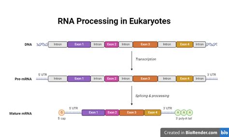 RNA Splicing Definition Process Mechanism Types Errors Importance Sciencevivid