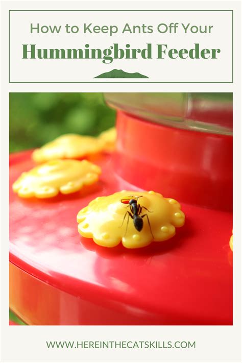Ultimate Guide Protect Your Hummingbird Feeder From Ants Earwigs And