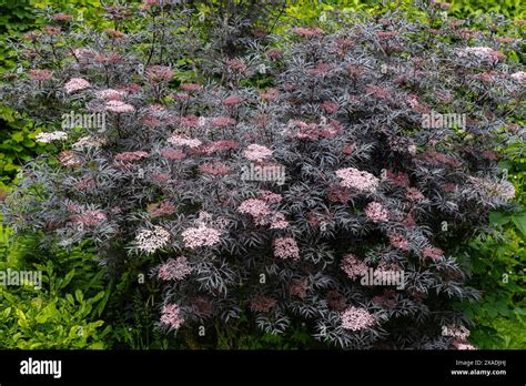 Garden Plants Outdoor Sale Elder Flower Tree Plant 2 3ft Tall In 1l Pot Make Elderberry Wine
