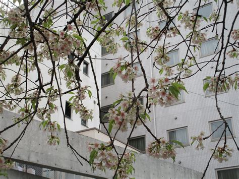 ヒマラヤ桜 花に癒される毎日 倉敷みやび写真館