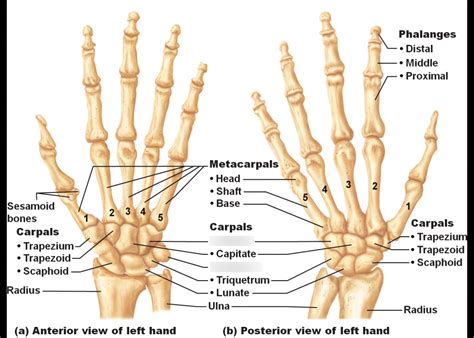 Carpals Diagram Quizlet