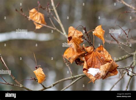 Dry Leaves On A Branch Of A Tree Covered With Snow Or Frost Cold Temperature Stock Photo Alamy