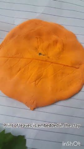 Create A Fossil By Pressing Objects Into Clay Let It Harden To Preserve