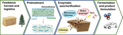 Protease Design And Optimization For Saccharification And Fermentation Cd Biosynsis