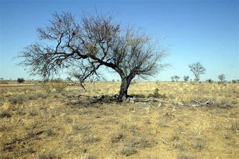 Tree In Drought Stock Photo Image Of Queensland Farming 1375826