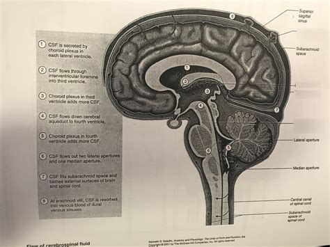 CSF Flow Pg Diagram Quizlet