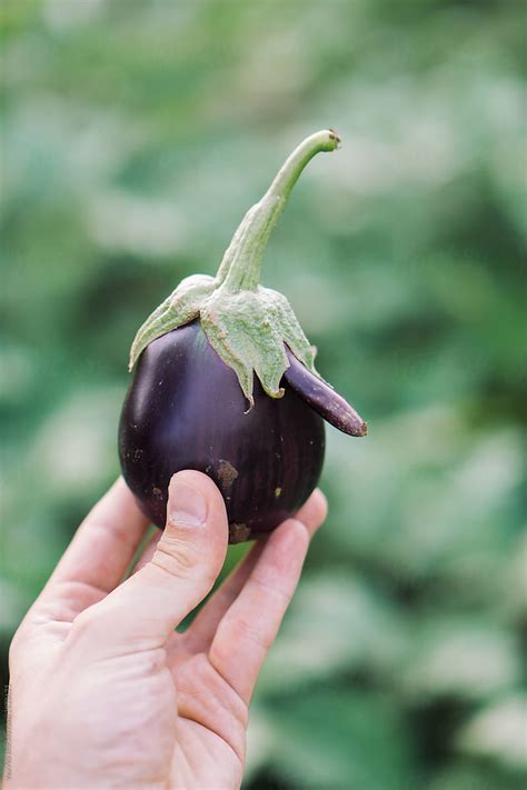 Eggplant Harvest By Stocksy Contributor Marija Mandic Stocksy