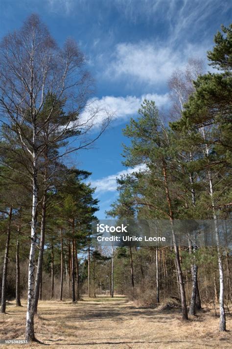 마른 풀의 마른 넓은 길은 침엽수 숲을 통과합니다 배경에는 부드러운 구름이있는 푸른 하늘 0명에 대한 스톡 사진 및 기타 이미지