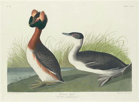 Horned Grebe 1 Drawing By Robert Havell After John James Audubon Pixels
