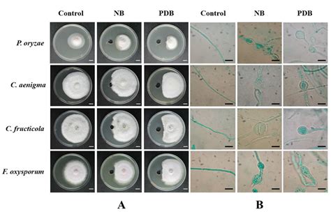 Growth A And Characteristics B Of Mycelia Of P Oryzae C Aenigma