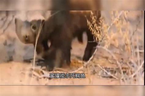 霸气！非洲蜜獾把狮子揍到不敢还手，平头哥：非洲一哥也不过如此狮子