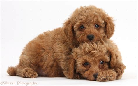 Dogs Two Cute Red Toy Poodle Puppies Photo Wp40607
