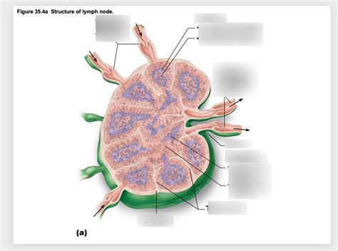 Lymph Node Structure Diagram Quizlet