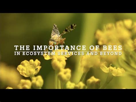 What Is The Role Of Bees In Ecosystem Services