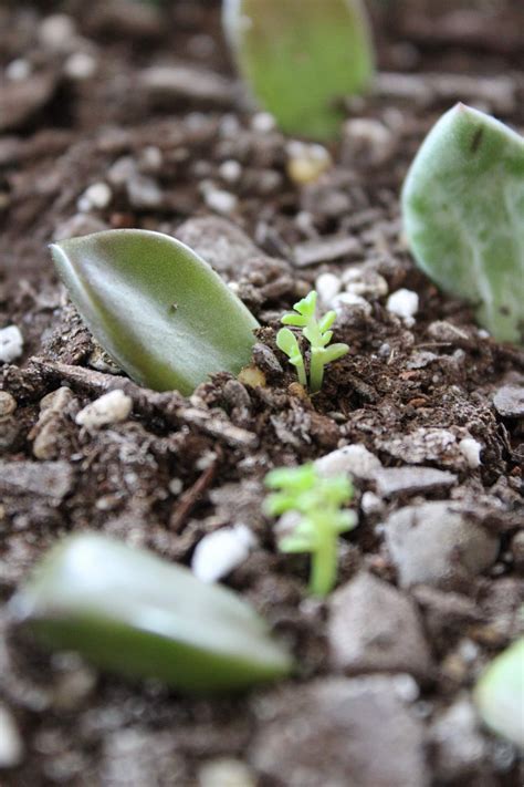 propagation 101 a garden in progress
