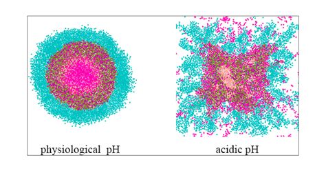 Ph Responsive Zwitterionic Copolymer Dha Pblg Pcb For Targeted Drug Delivery A Computer