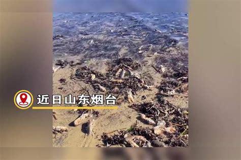 梦中情海男子海边跑步实现海鲜自由男子捡了半斤海参 梦中 男子 自由